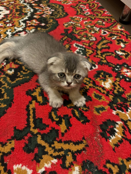 Продается Котенок Скоттиш- Фолд