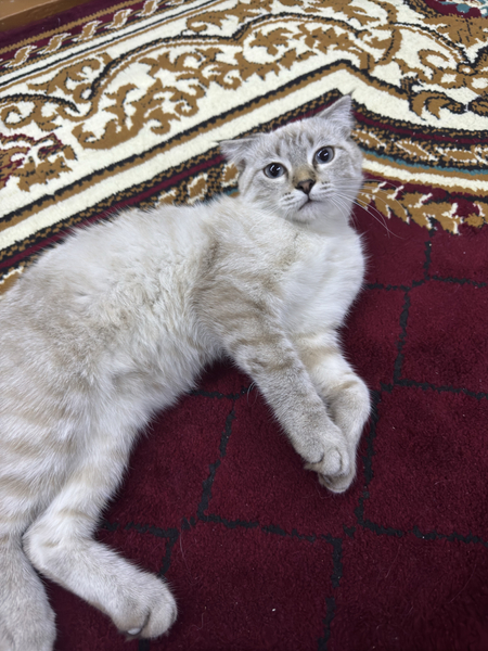 Котенок Метис Британский кот с шотландской прямоухой