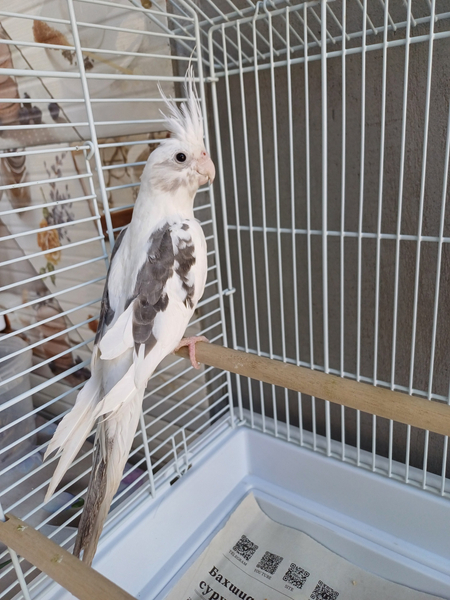 Продаётся ручная Корелла