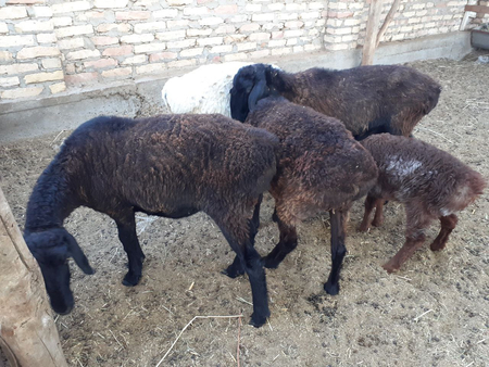 Qõylar sotiladi.