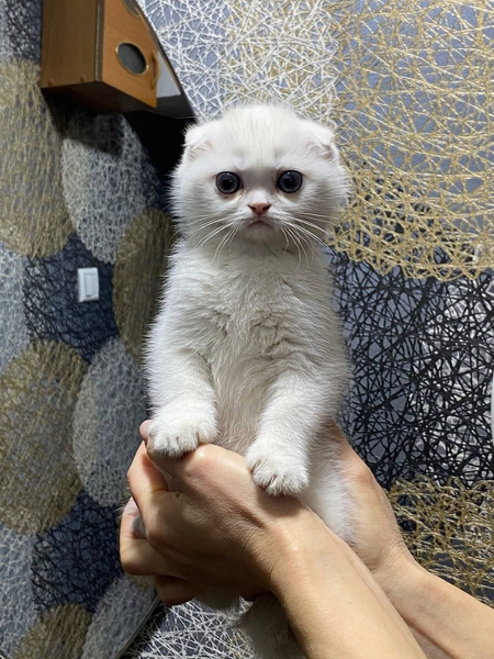 Котёнок Скоттиш Фолд