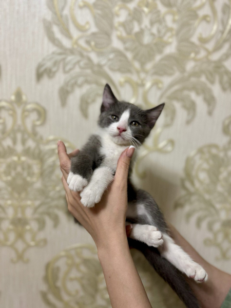 Отдадим котят в хорошие руки