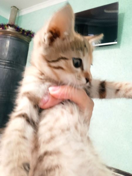 4 ta mushuk tekinga beriladi