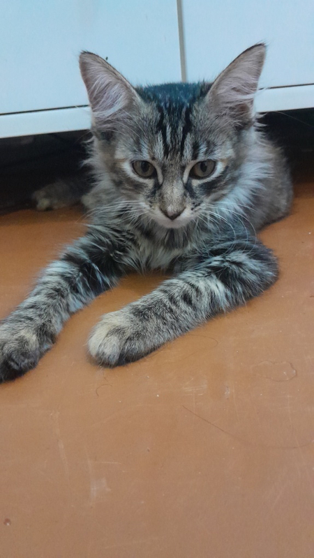 Сибирский котенок девочка