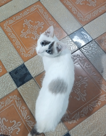 Yoqimtoy mushuk sotiladi