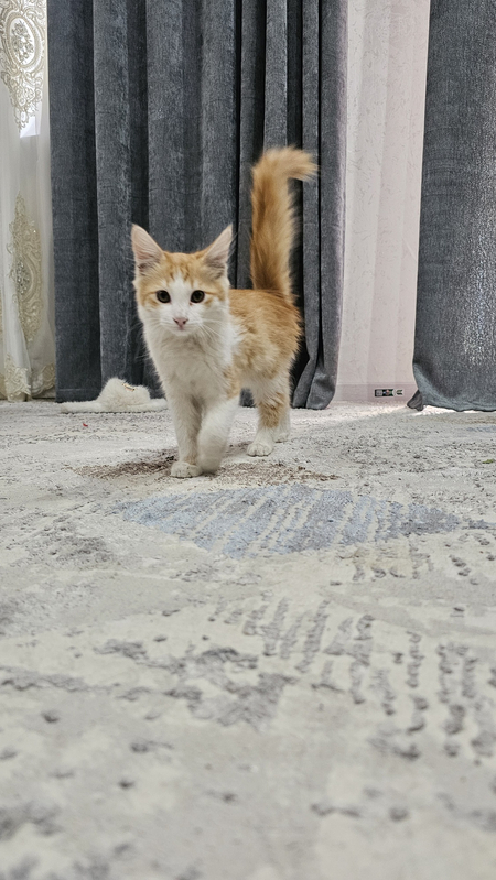 Продаётся котенок Скоттиш Страйт
