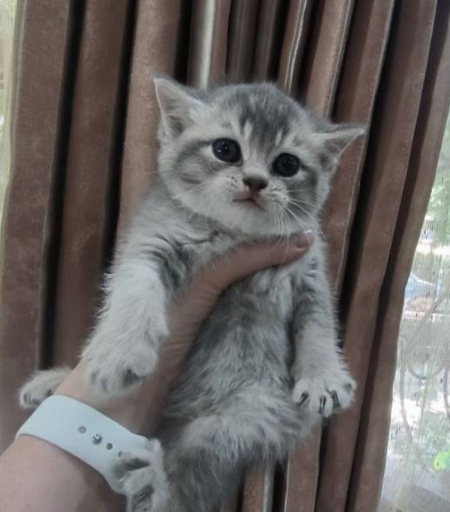 Продаются котята