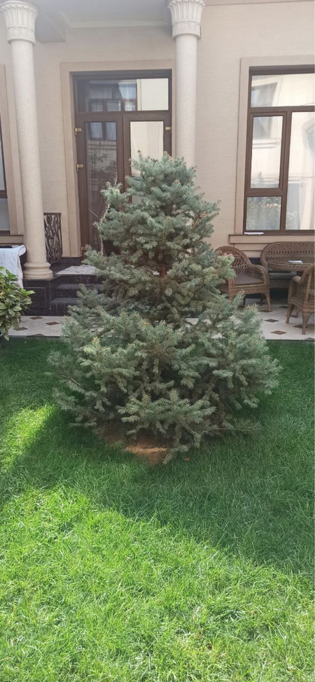 Магнолия, Голубой ель