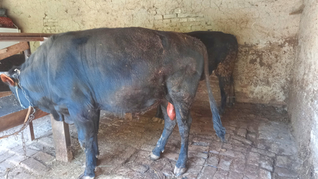 Zor burglar soysayam boladi boqsayam boladi shvet buqalar