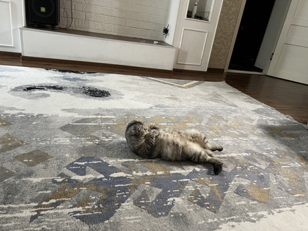 Продается котенок скотиш страйт