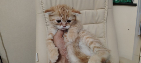 Шотландский вислоухий, мальчик котёнок котята  скоттиш фолд.