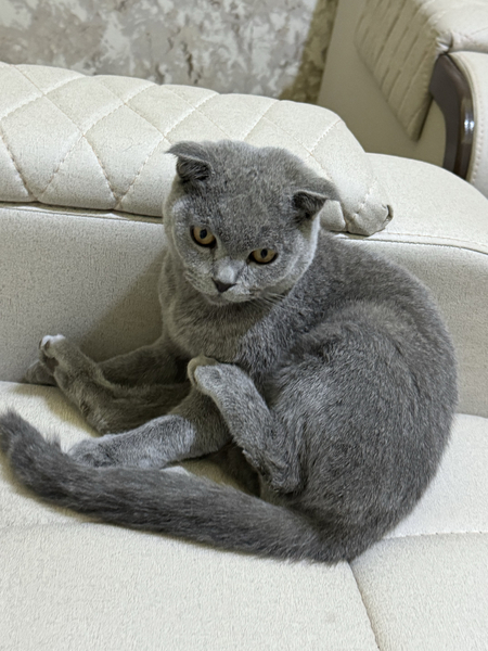 Scottish Fold  Erkak 6 oylik