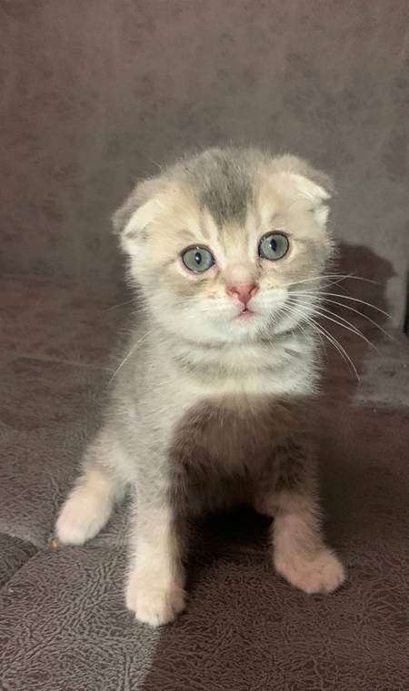 Котята очень ласковые и игривые
