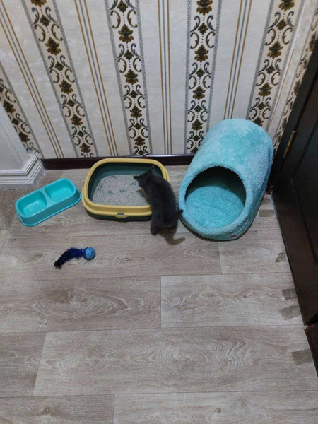 Скоттиш страйт Skottish strayt