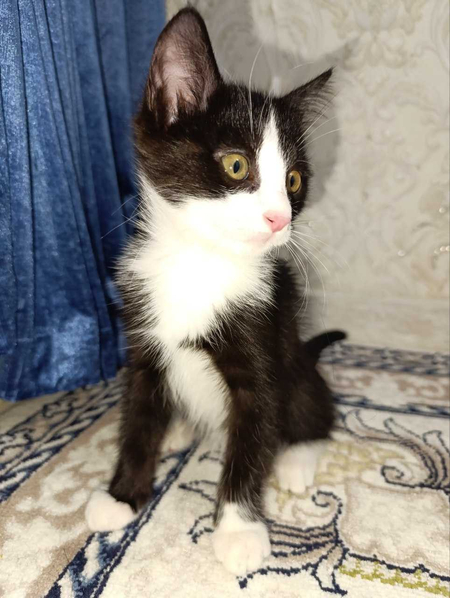 Отдам даром котят, . 3х месячные,