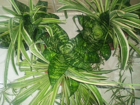 Хлорофитум & Сансевиерия Хани.
