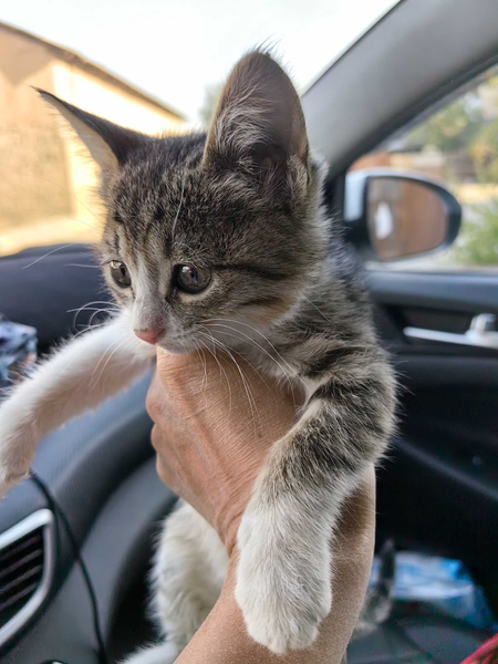 Котёнок в добрые руки. Бесплатно.