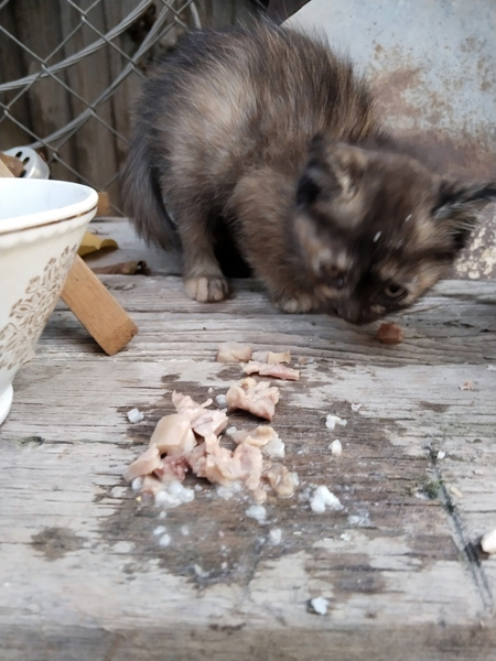 Продаются котята! Проглистованы ,приучены к лоточек,кушают всё.