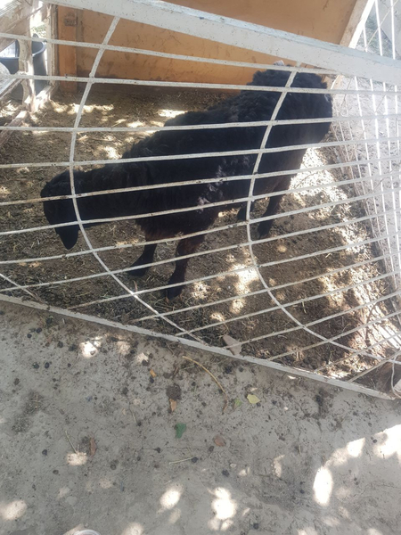 Quchqor 2 ta sotiladi