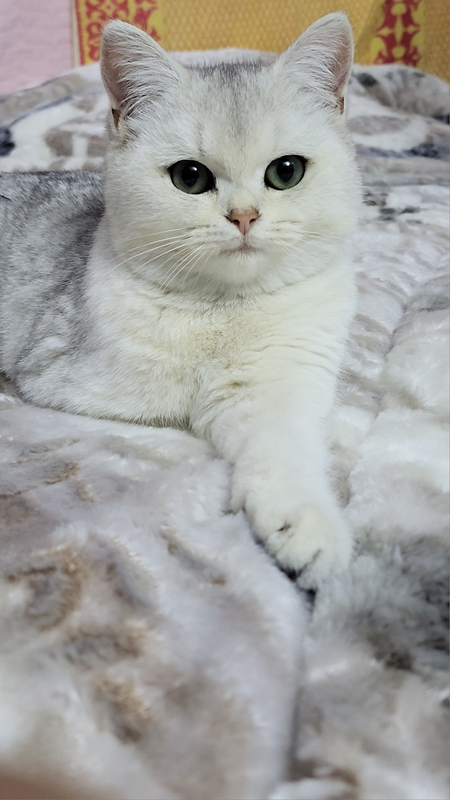 серебристая шиншилла