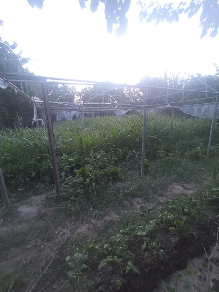 Issiqxona 2 sotix yangi maxsulotlardan yig'ilgan 1500$ kami bor