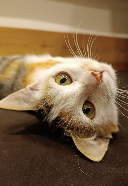 Даром красивейший котенок(кошка) трехцветка.
