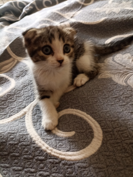 Чистокровный Вислоухий Scottish Fold (кошка)