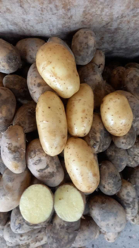 Kartoshka Pakistan