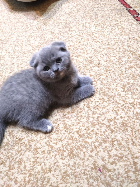 Продается котенок