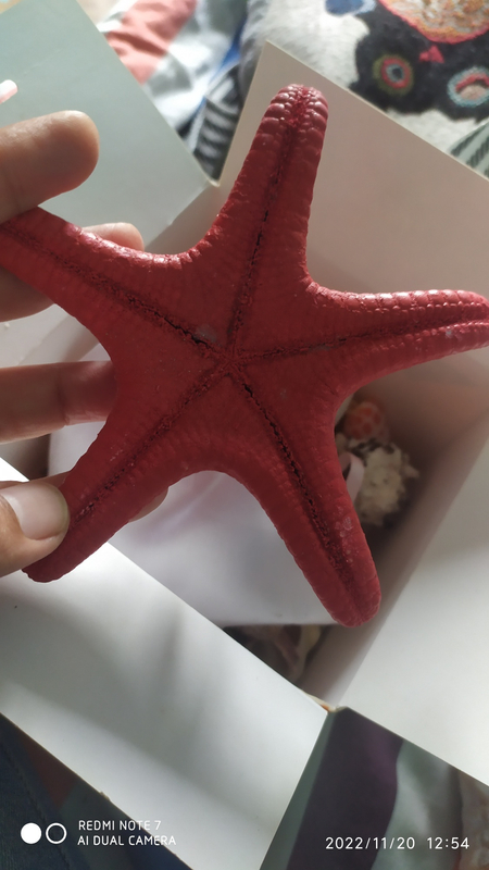 Необычный подарок. Ракушки с Чёрного моря