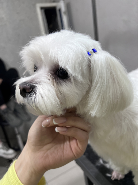 Салон красоты для кошек и собак! Barber DoG