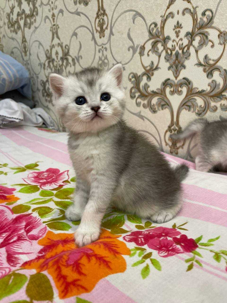 Продается котята шиншилла