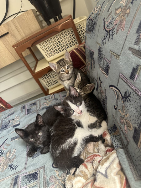 Отдам котят даром