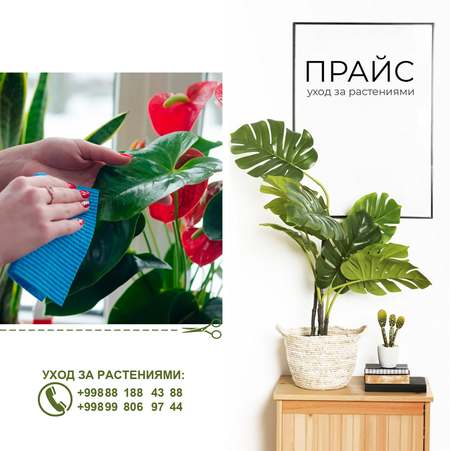 Уход за растений