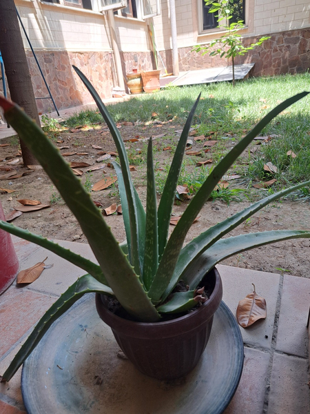 Aloe sotiladi. Алоэ продаётся