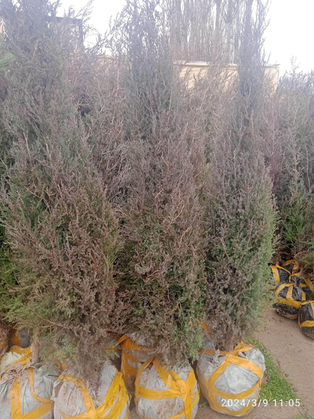 Yam-yashil koʻchatlar bor narhi kelishimiz