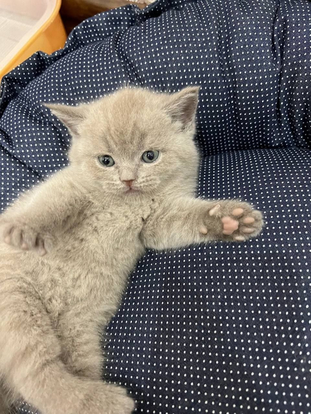 Лиловый британский котёнок