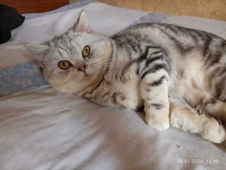 Шотландские вислоухие котята