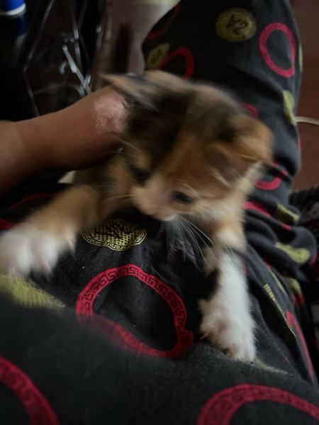 Бесплатно в любящие руки котята
