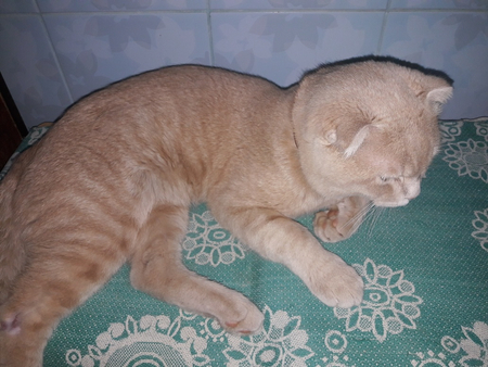 Кот 11 мес скоттиш фолд НАДЁЖНЫМ