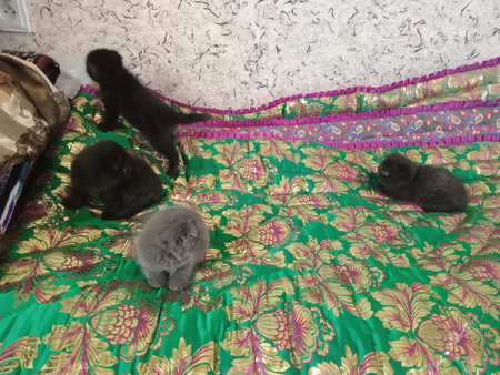 Продам котят весёлаухов