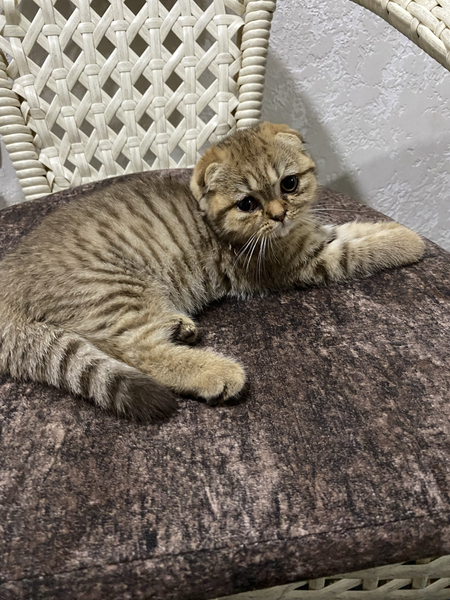 Schottish fold shinshilla sotiladi