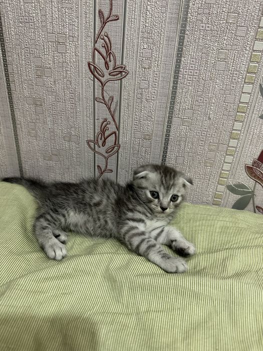 Мушук шотлантский боллари сотилади…….
