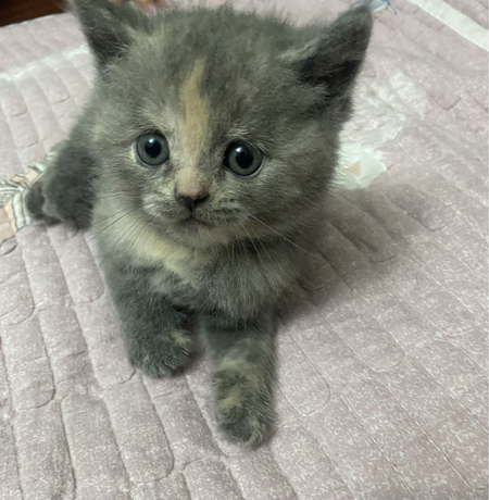 Котенок Скоттиш Страйт