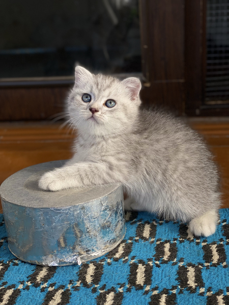 Котенок Шиншилла 150$