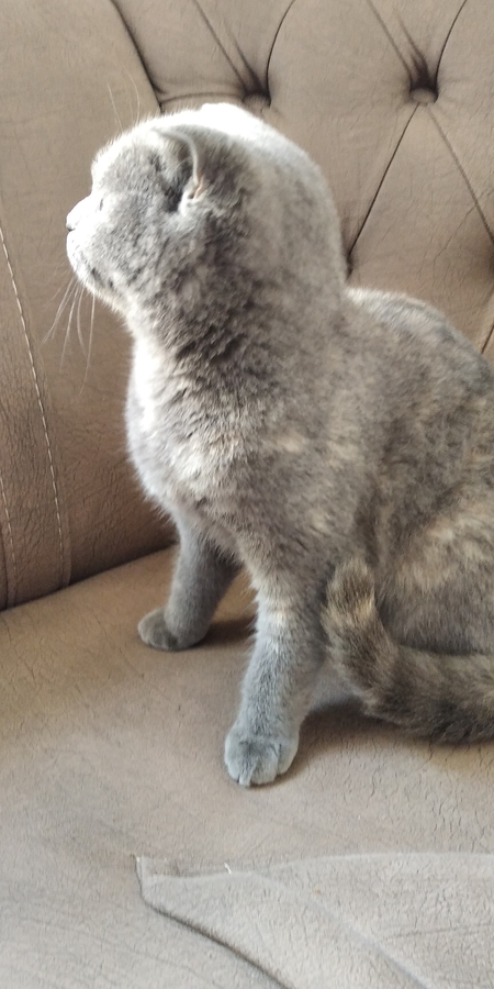 Scottish mushuk  aqilli