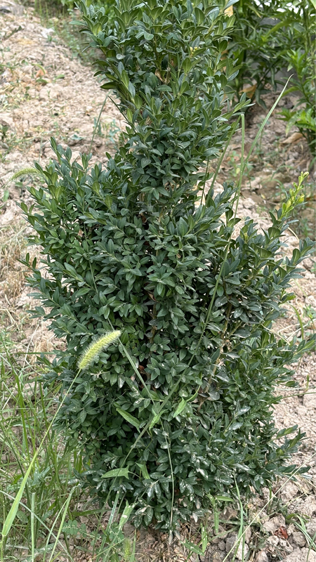 Shamshod 30.000 soʻm
