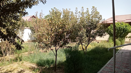 Termiz shahar hovli sotiladi