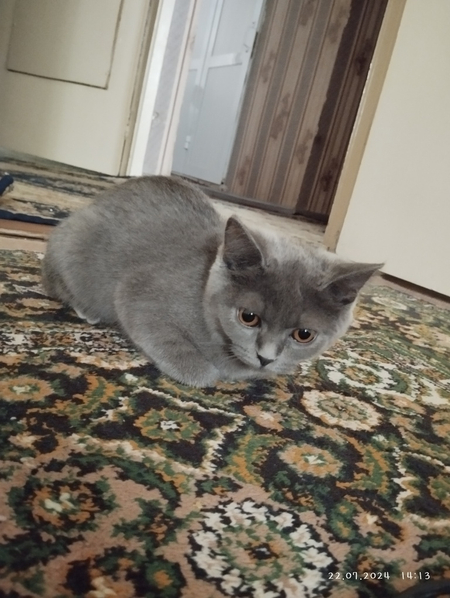 Скотиш страйт!! Срочно!