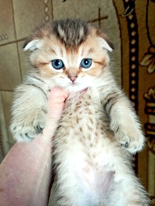 Шотландские шиншилы 1.5 мес. Мальчики